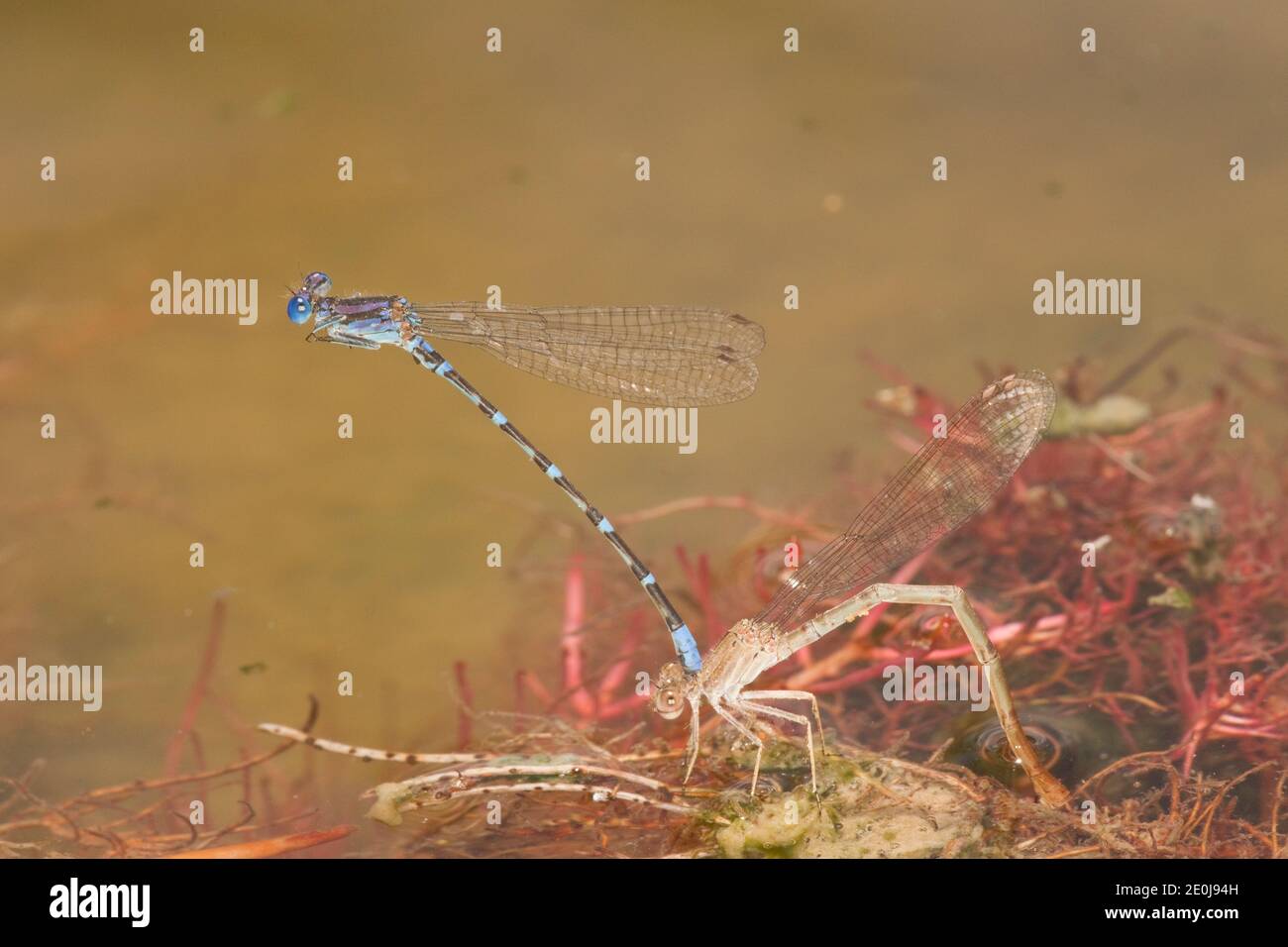 Blue-ringed Dancer Damselfly male and female in tandem, Argia sedula ...