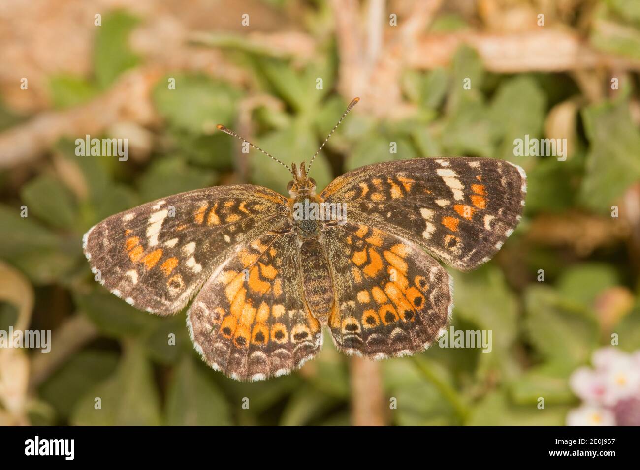 Phaon Crescent Butterfly