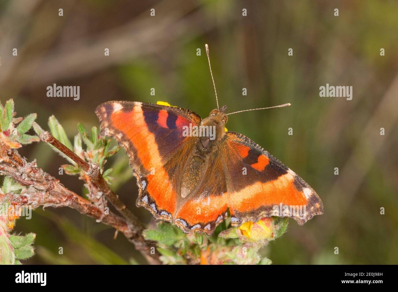 Milbert's Tortoiseshell Butterfly, Aglais milberti, Nymphalidae Stock ...