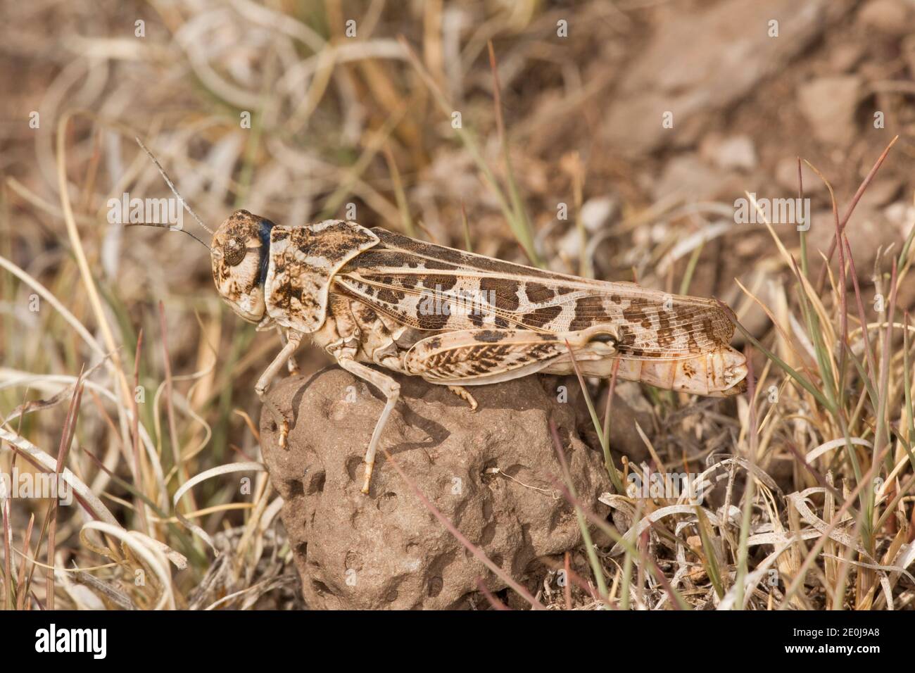 Xanthippus corallipes pantherinus hi-res stock photography and images ...