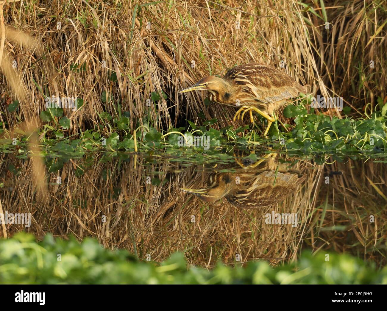 A bird of wetland areas hi-res stock photography and images - Alamy