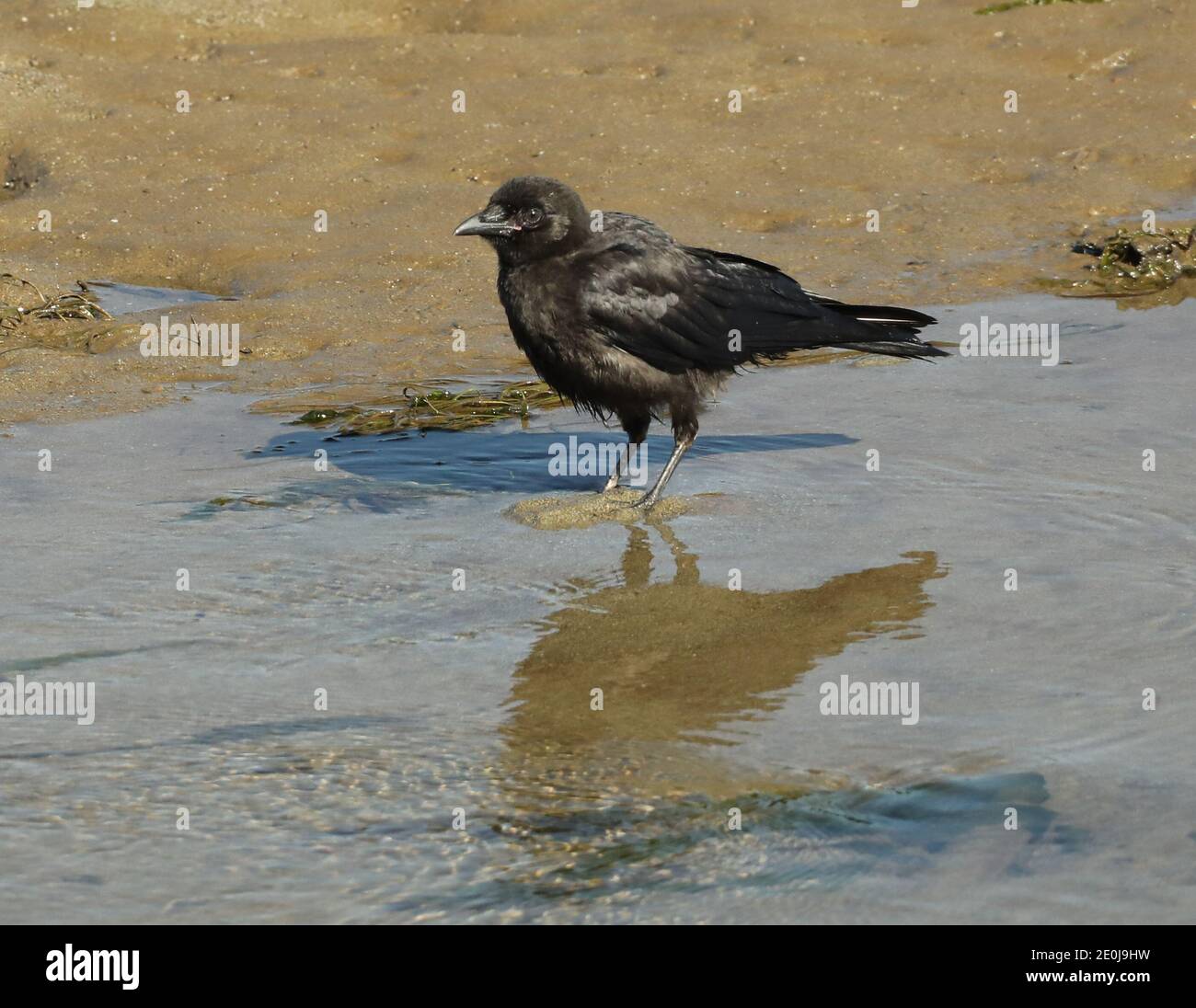 Crow funeral corvus brachyrhynchos hi-res stock photography and images ...