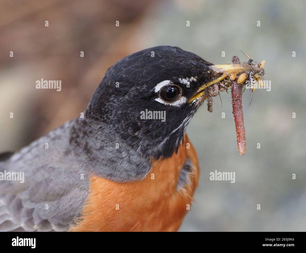American Robin with a huge mouthful of worms and other insects Stock ...