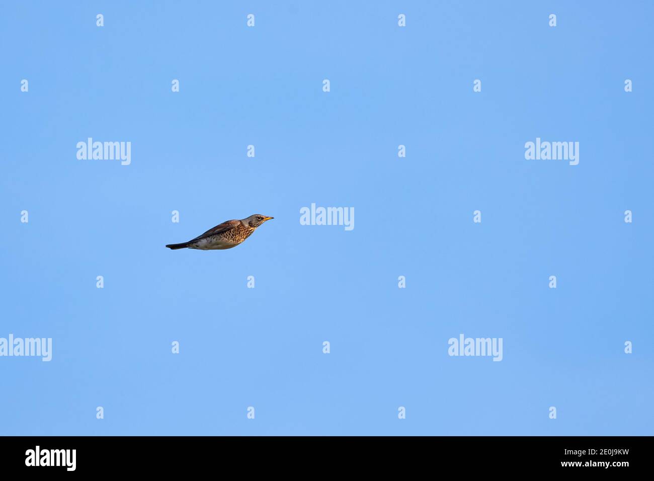 Closeup fieldfare bird sitting hi-res stock photography and images - Alamy
