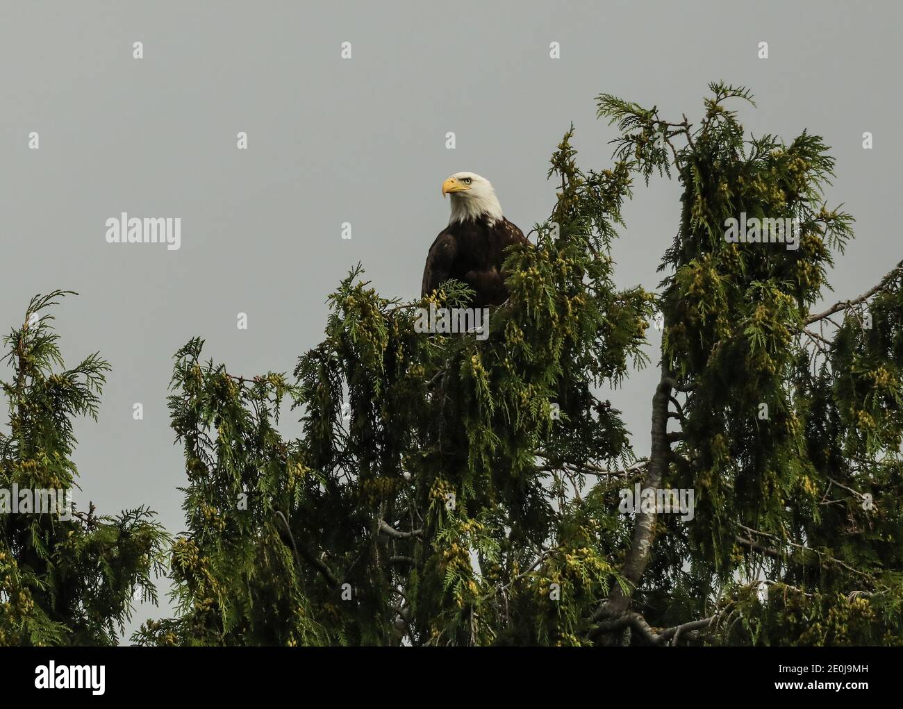 Adult Bald Eagle perched high in a conifer tree Stock Photo - Alamy