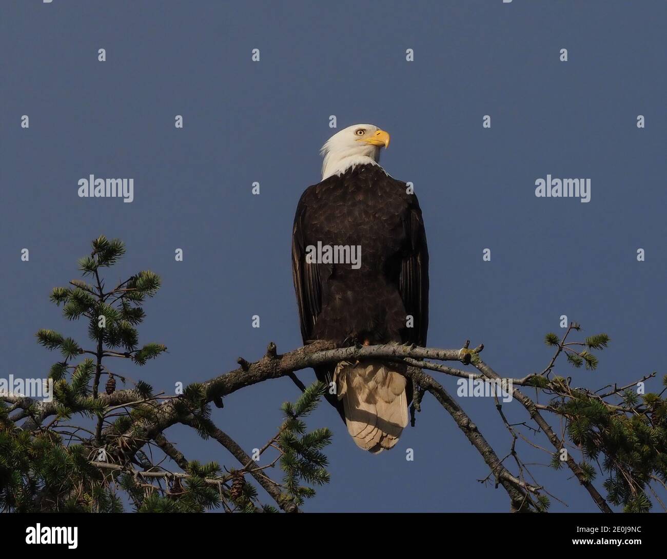 Adult Bald Eagle perched high in a conifer tree Stock Photo - Alamy