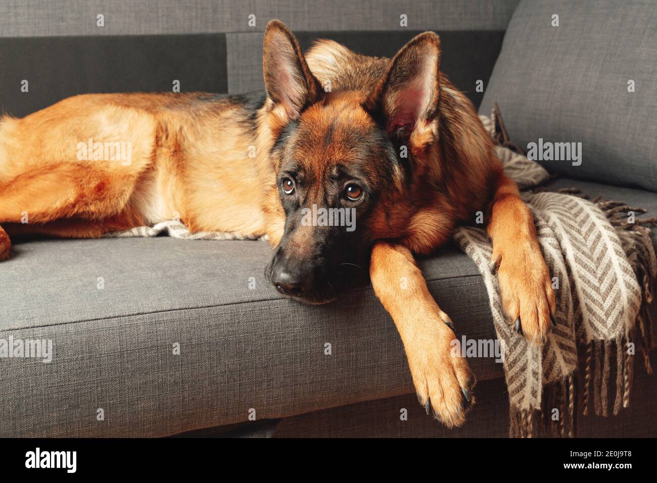 Purebred young German shepherd dog lying curled up on a sofa in the ...