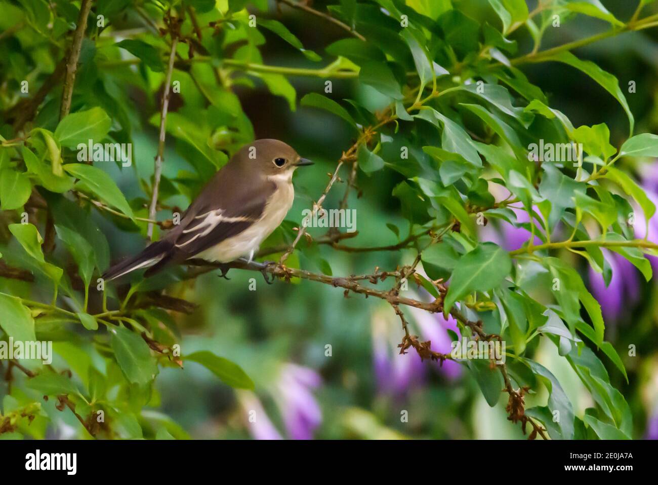 European pied flycatcher bird, Ficedula hypoleuca. Bird on bush in the ...