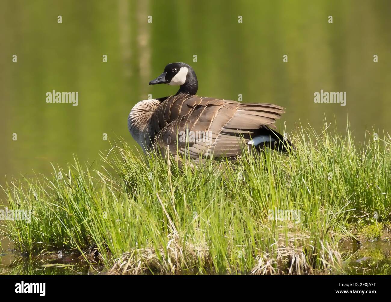 A lone Canada Goose, sometimes known as a "honker" for the sounds this ...