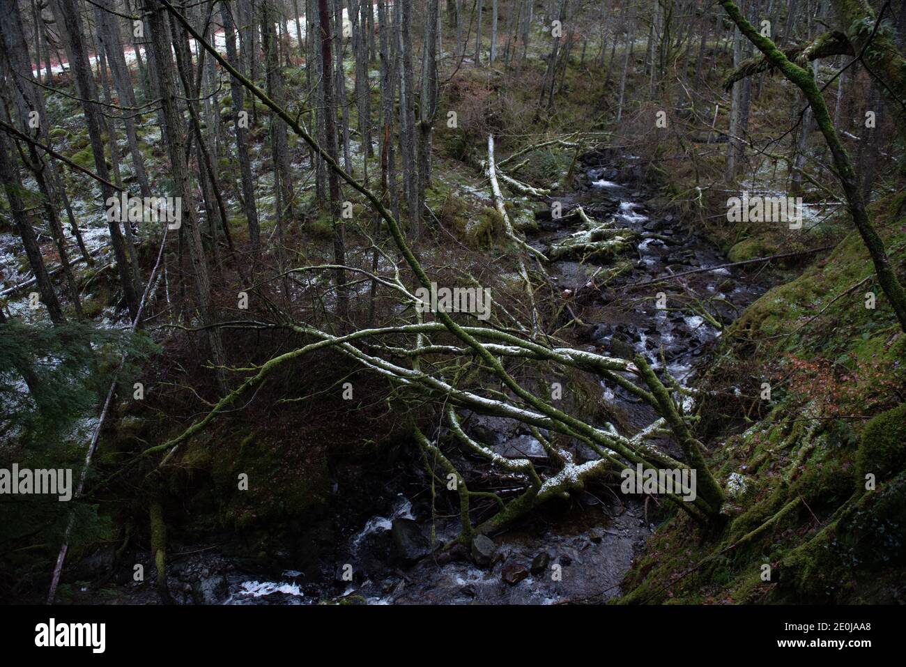 Mountainscapes, Pine Trees in the mist... Gorgeous welsh mountain ...