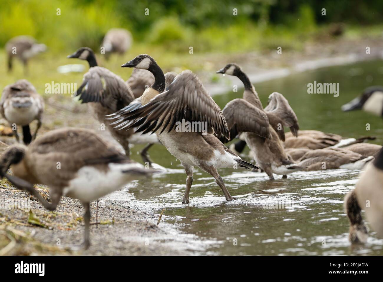 Canada Goose juveniles in that awkward stage that is probably ...