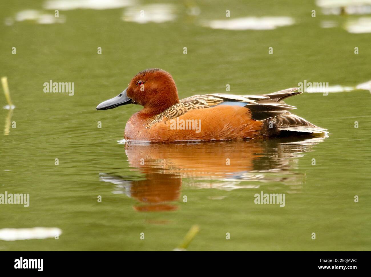 Cinamon duck hi-res stock photography and images - Alamy