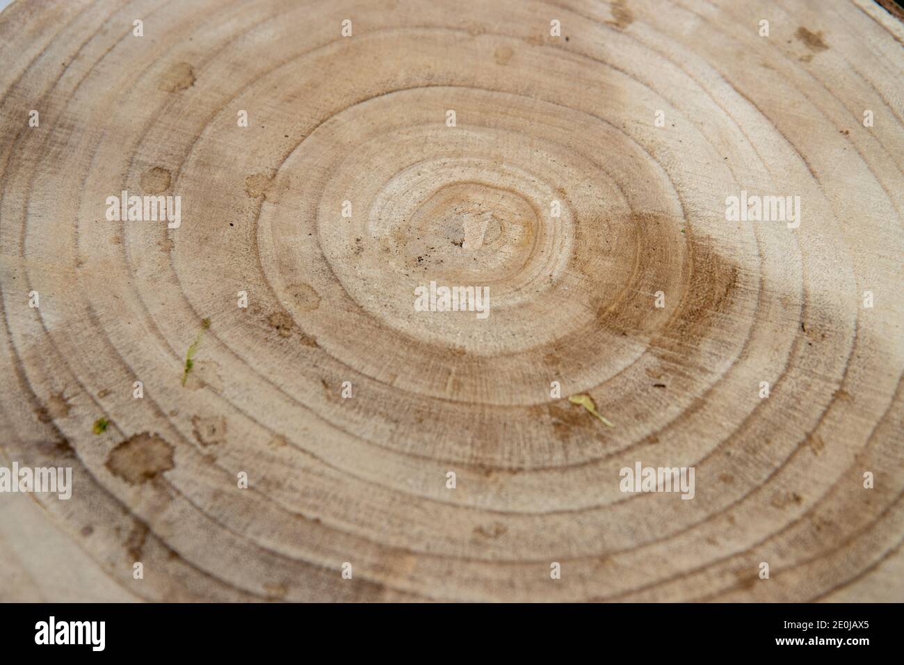 A close up of a wooden tree trunk Stock Photo - Alamy