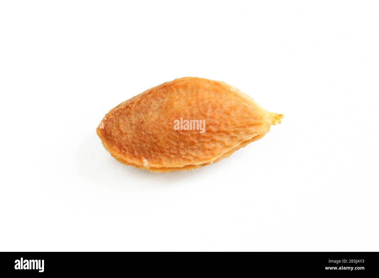 Plum tree seedling Cut Out Stock Images & Pictures - Alamy