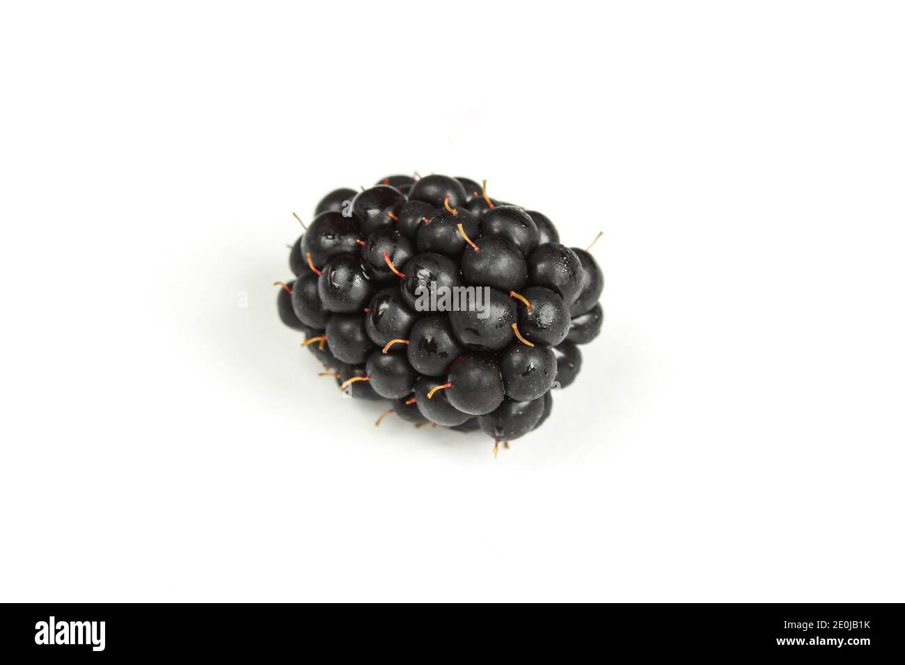 A single wet blackberry closeup and detailed. Fruit isolated on white ...