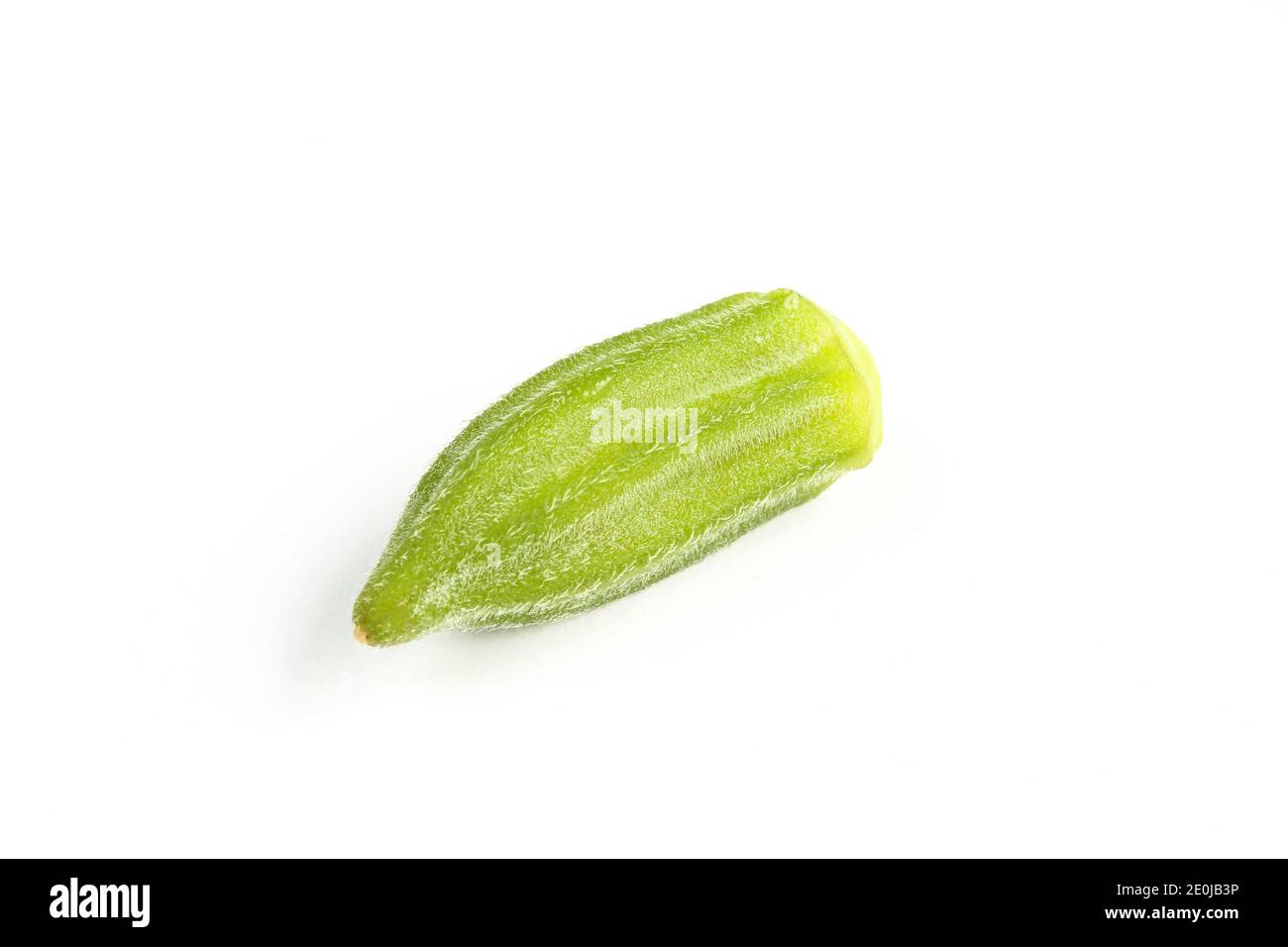 A single green okra vegetable isolated on white background Stock Photo ...