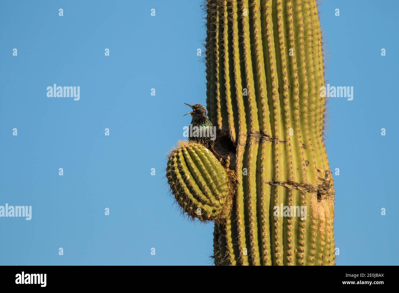 Non native cactus hi-res stock photography and images - Alamy