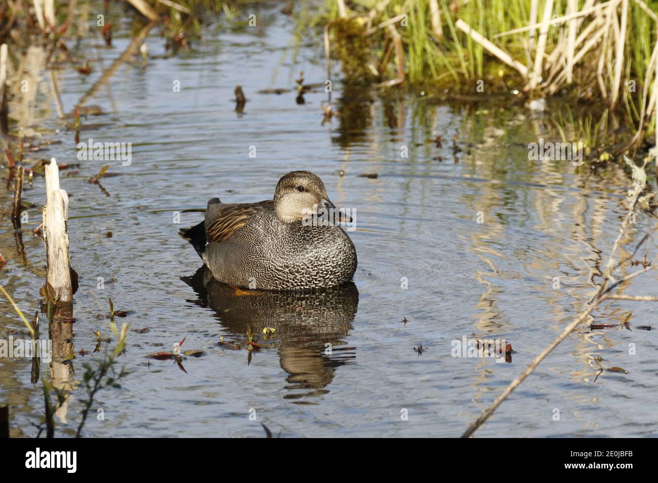 Female Gadwall in a small wetland Stock Photo - Alamy