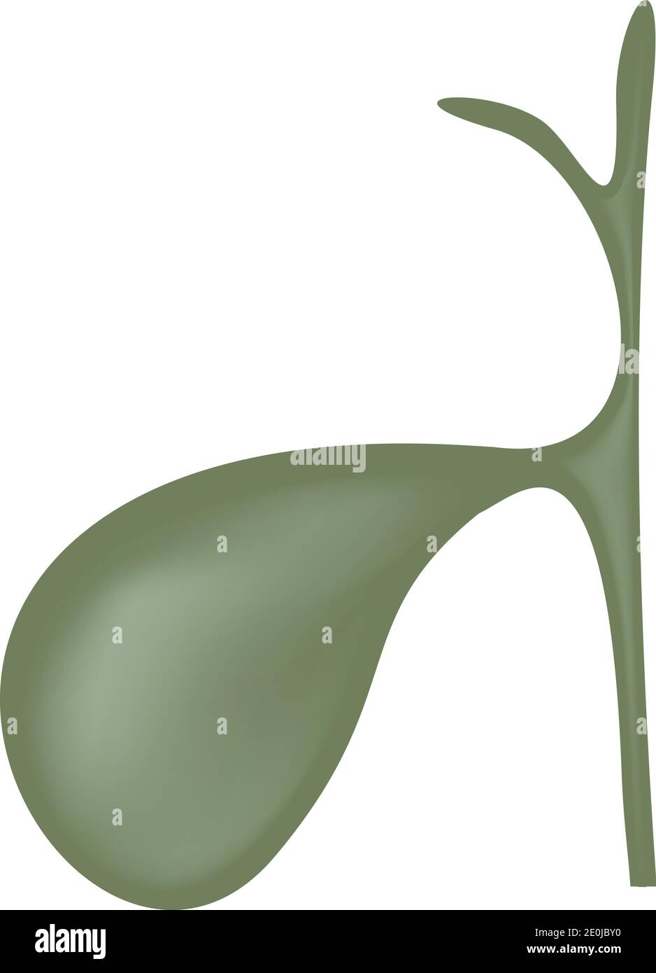 Gallbladder human digestive organ Stock Vector Image & Art - Alamy