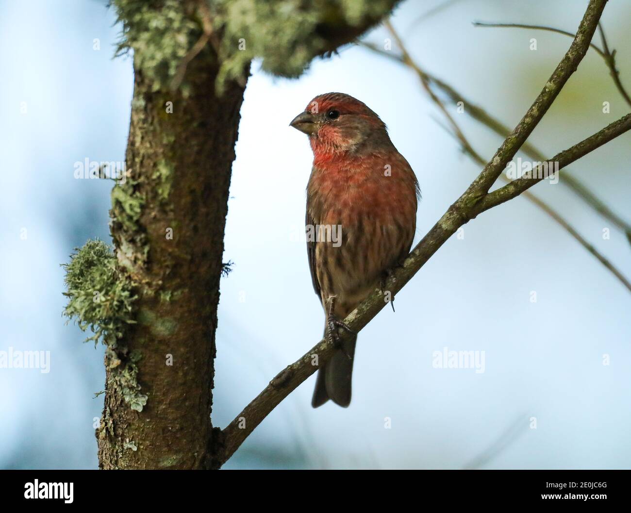 Male house finch common hi-res stock photography and images - Alamy