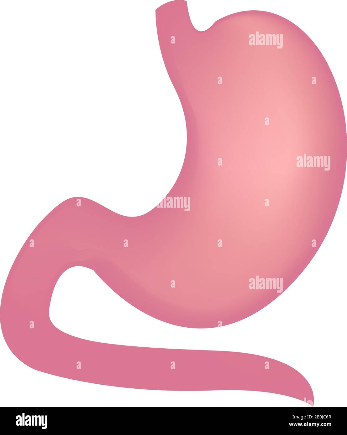 Healthy stomach human body illustration Stock Vector Image & Art - Alamy