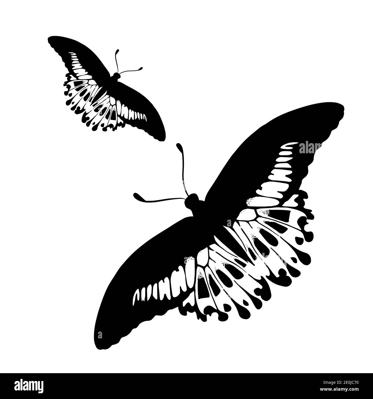 Tropical butterfly on a white background. Vector Stock Vector Image ...