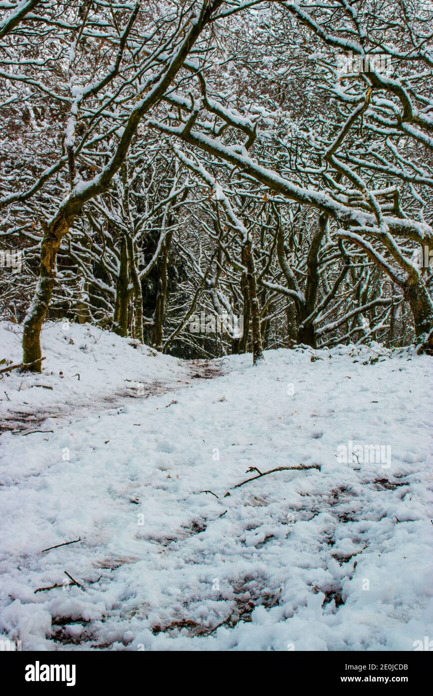 Collection of snow covered trees Stock Photo - Alamy
