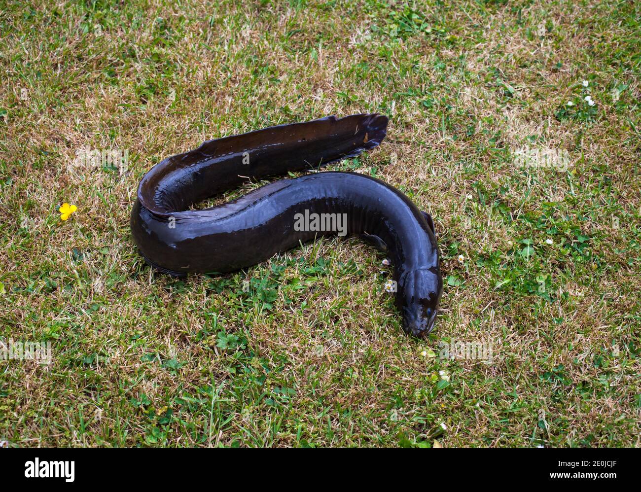 New Zealand Long-finned Eel (Anguilla dieffenbachii). They grow to huge ...