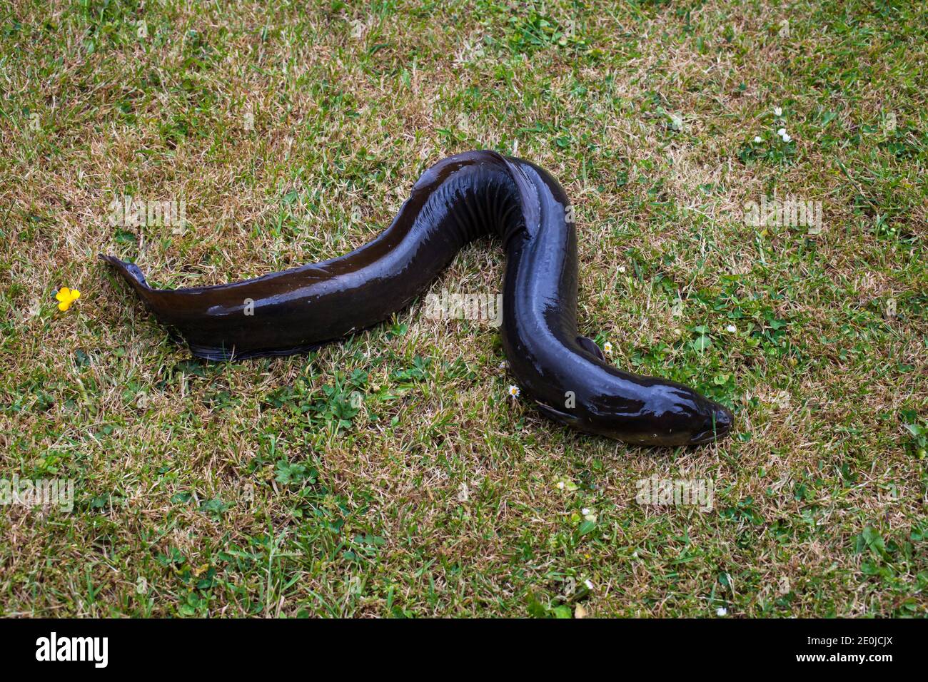 New Zealand Long-finned Eel (Anguilla dieffenbachii). They grow to huge ...