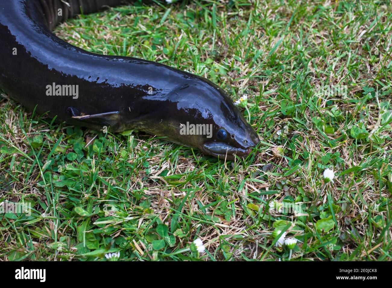 Maori new zealand native population hi-res stock photography and images ...