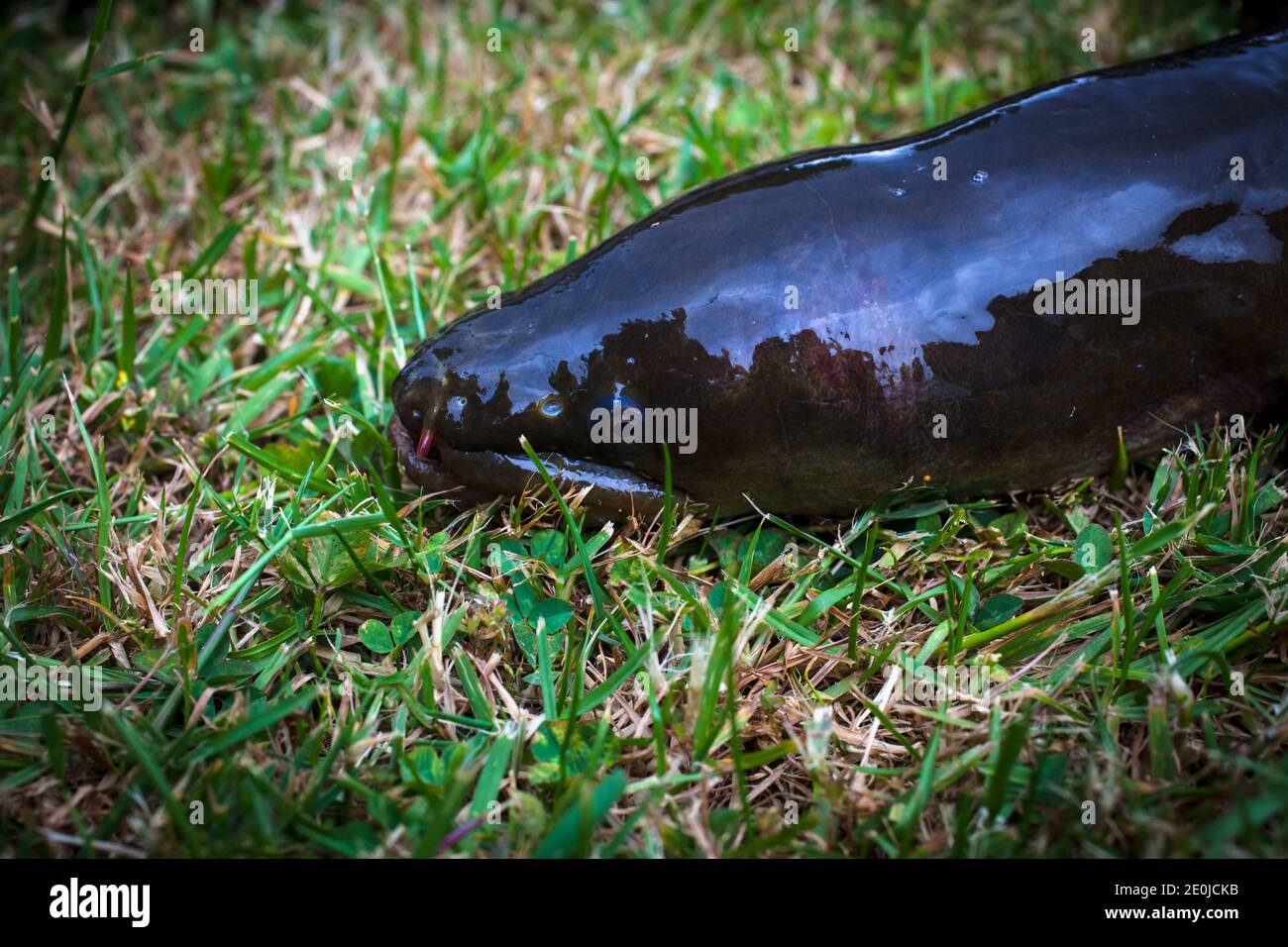 New Zealand Long-finned Eel (Anguilla dieffenbachii). They grow to huge ...
