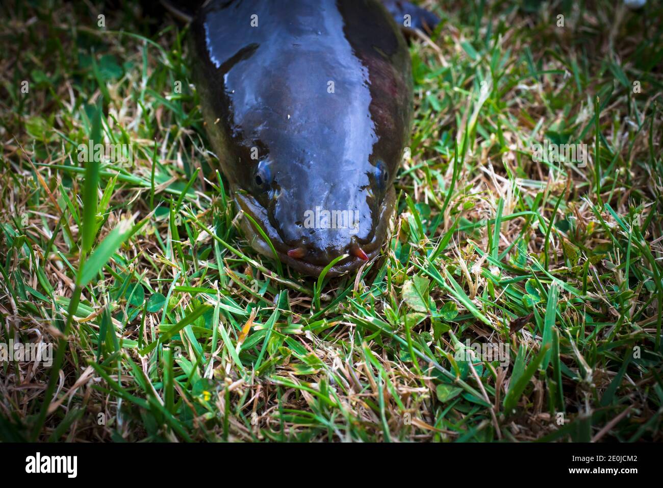 New Zealand Long-finned Eel (Anguilla dieffenbachii). They grow to huge ...