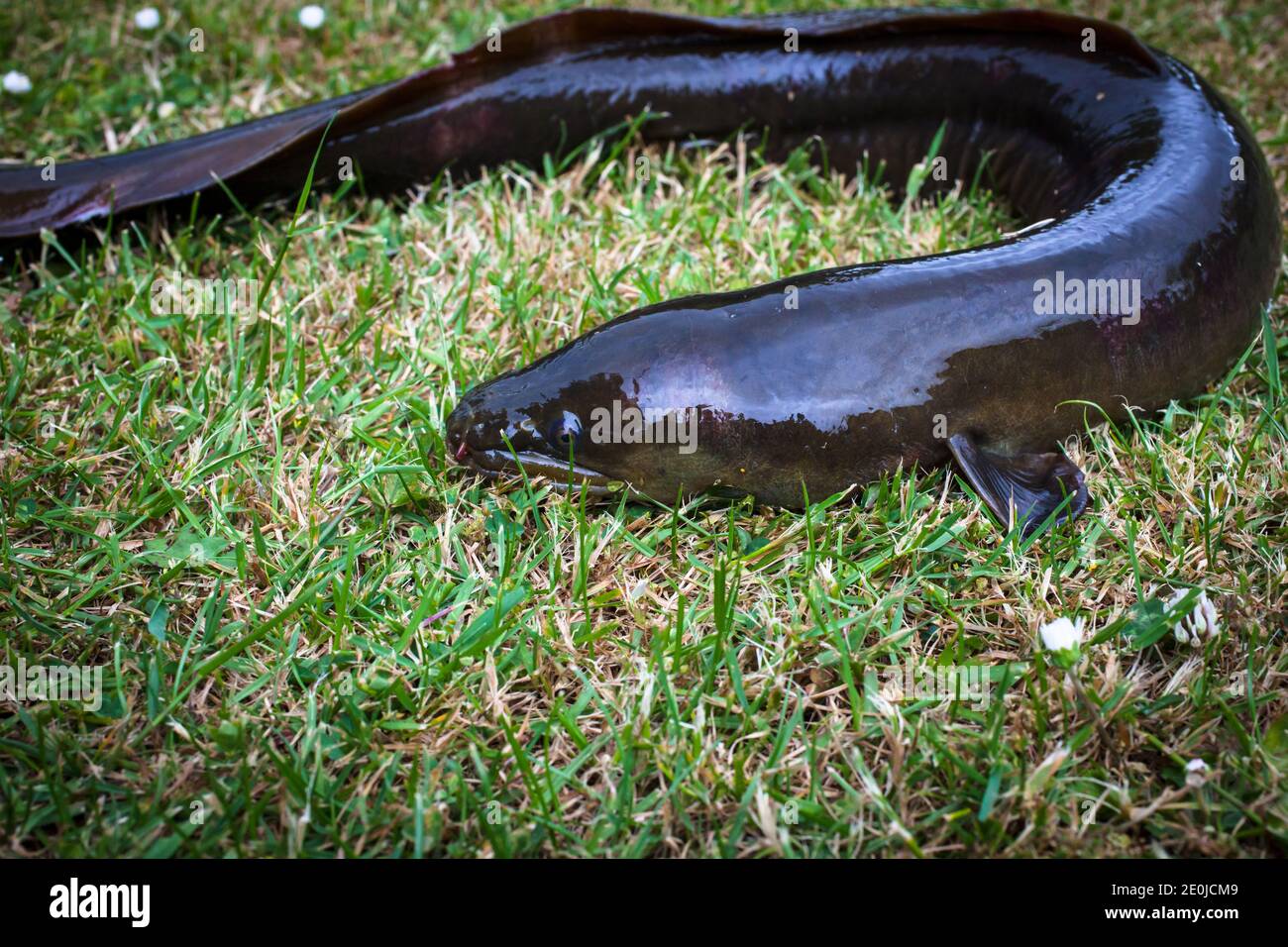 Slimy eel hi-res stock photography and images - Alamy
