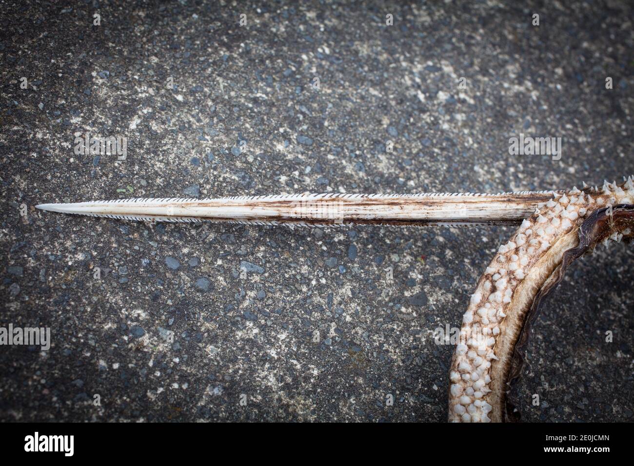 Stingray tail spike ('sting'). They are very sharp, and jagged and can ...