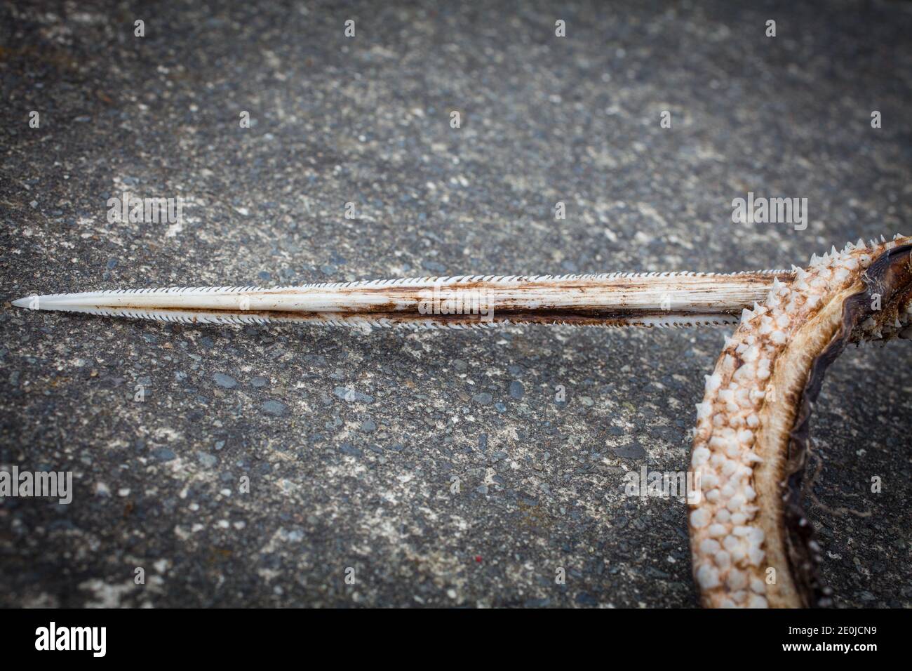 Stingray tail spike ('sting'). They are very sharp, and jagged and can ...