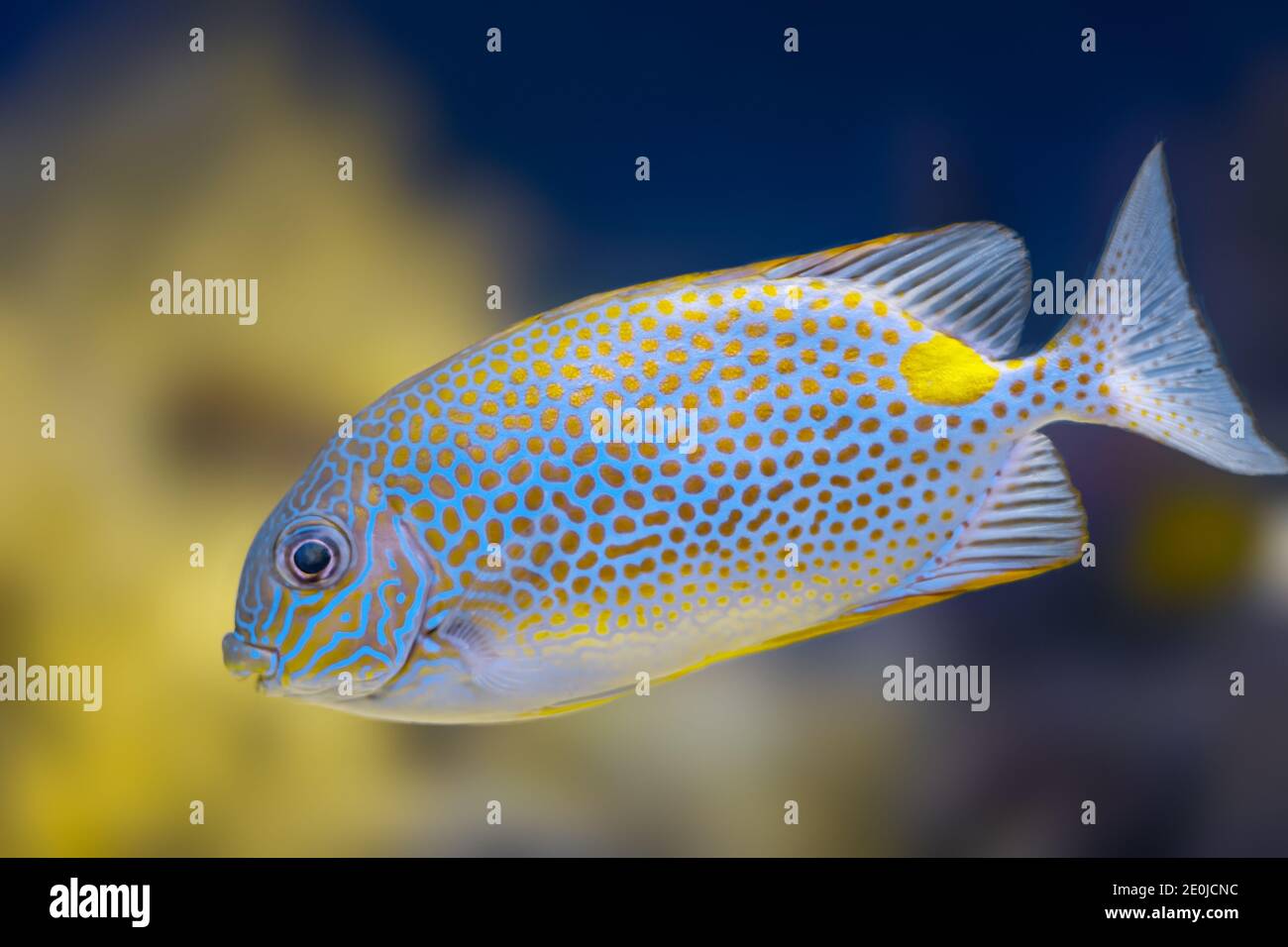 Rabbitfish siganus with cyan body and golden spots is underwater, coral ...