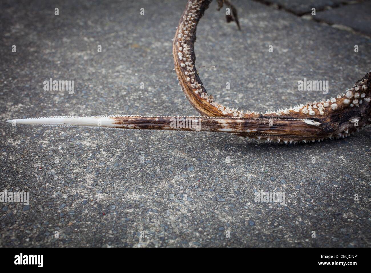 Stingray barb hi-res stock photography and images - Alamy