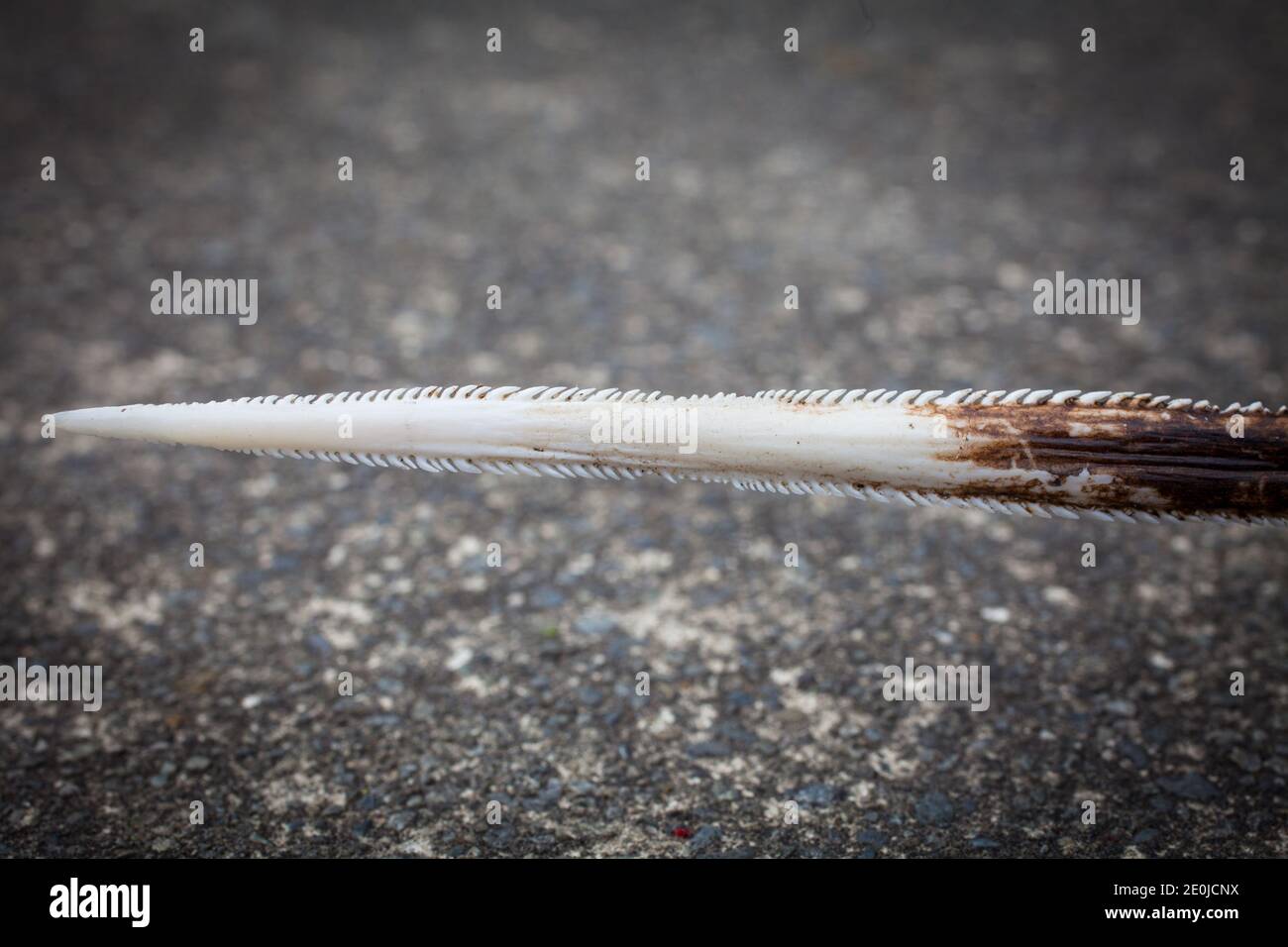 Stingray barb hi-res stock photography and images - Alamy
