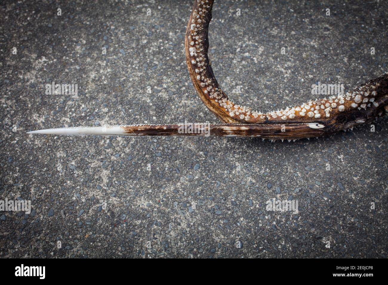 Stingray tail spike ('sting'). They are very sharp, and jagged and can ...