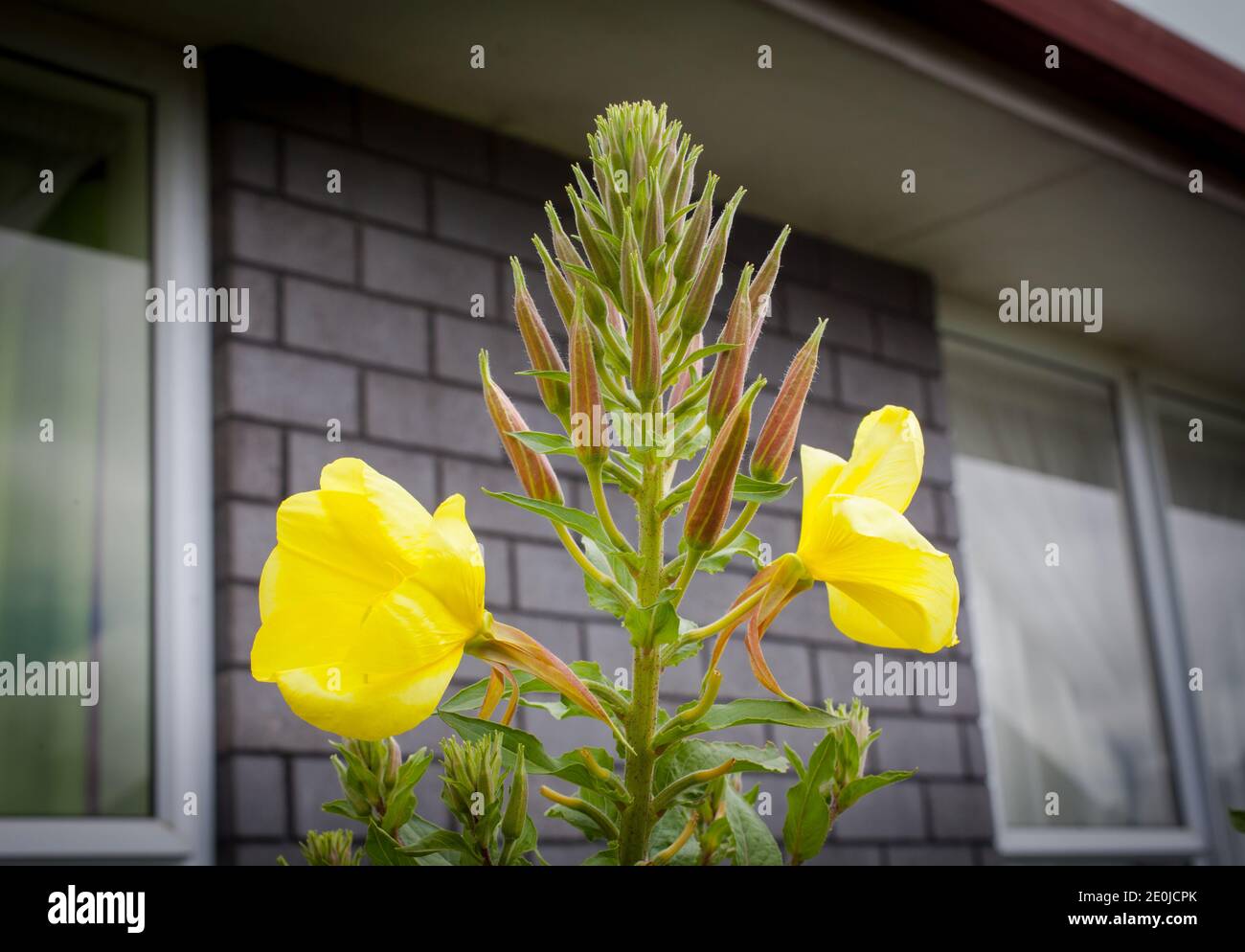 A look at New Zealand. My home-garden organic produce. Evening Primrose ...