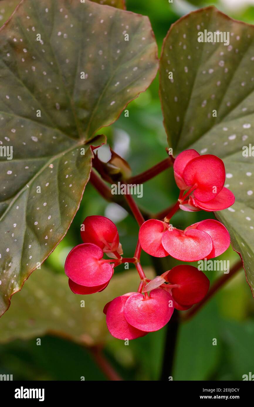 Begonia Cultivar High Resolution Stock Photography and Images - Alamy