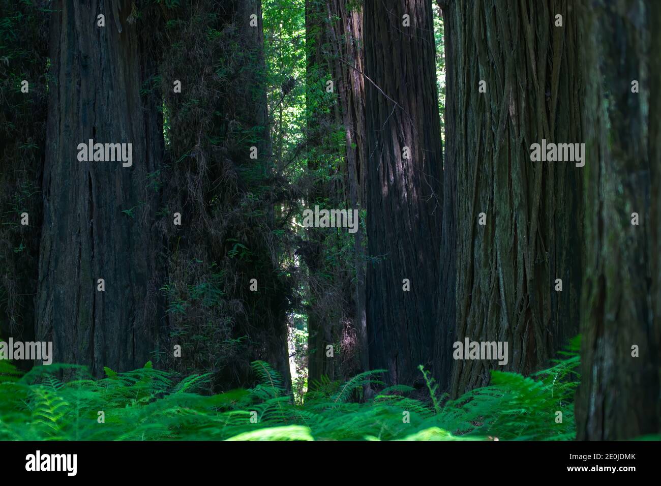 Giant tree trunks and ferns in Humboldt Redwoods State Park during ...