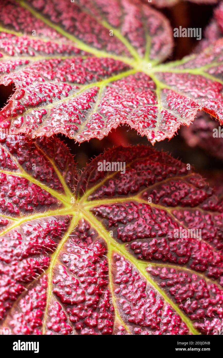 Rex Begonia Begonia Rex High Resolution Stock Photography and Images ...