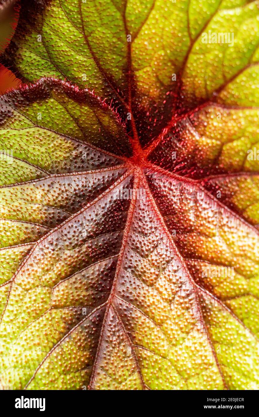 Rex Begonia Begonia Rex High Resolution Stock Photography and Images ...