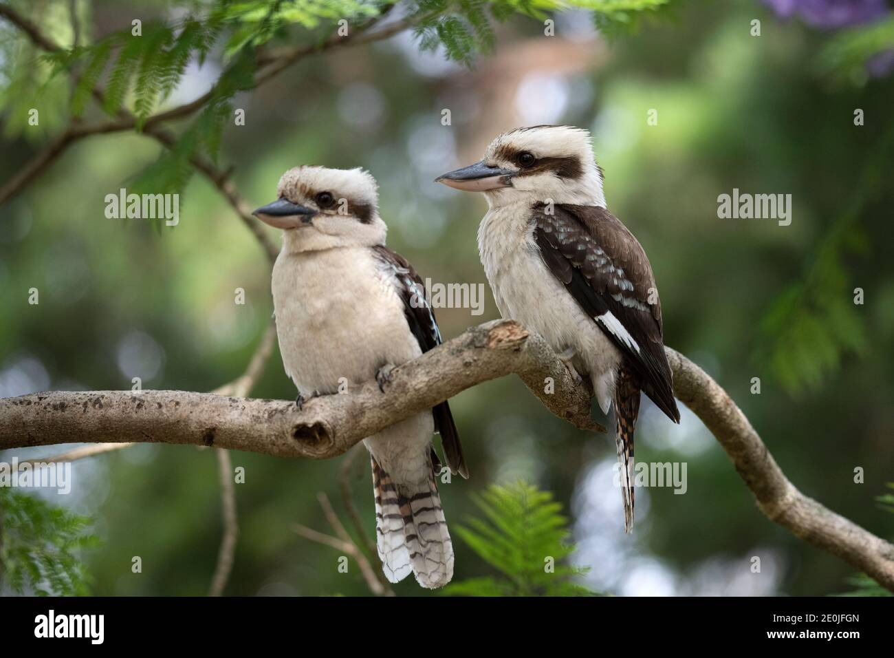 Kookaburras in natural setting hi-res stock photography and images - Alamy