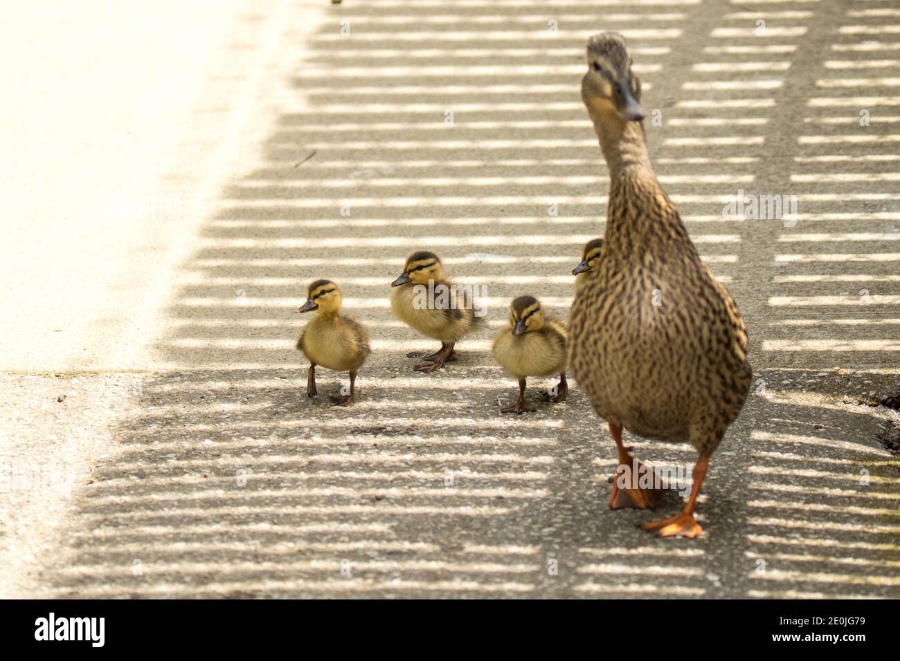 Mama duck and ducklings hi-res stock photography and images - Alamy