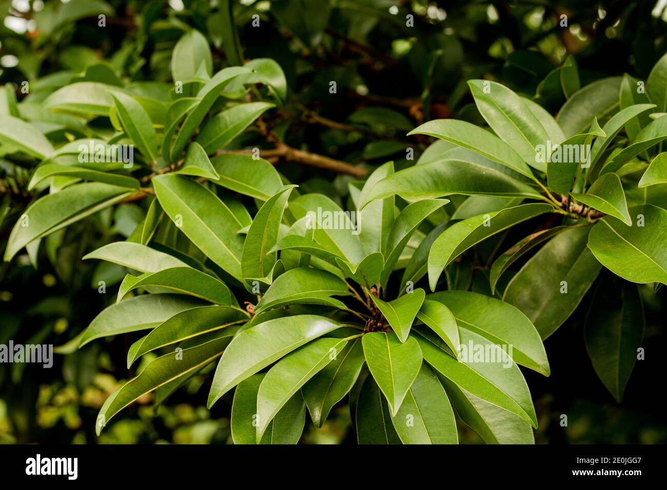 chickoo / Sapodilla fruits tree with green leafs in sunlight Stock ...