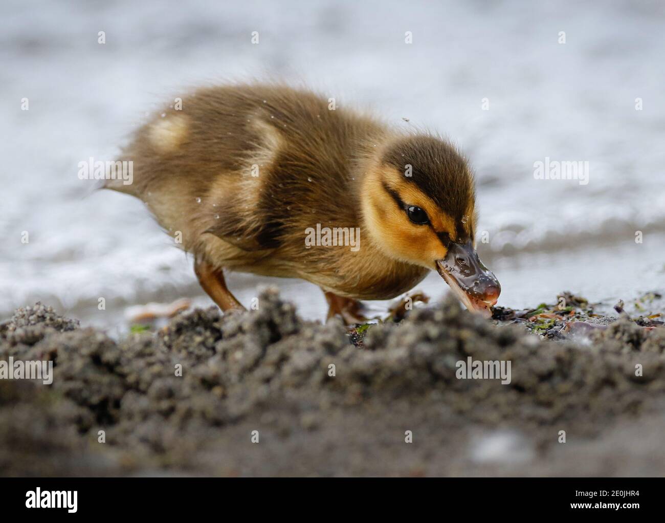 Baby mallard duckling hi-res stock photography and images - Alamy