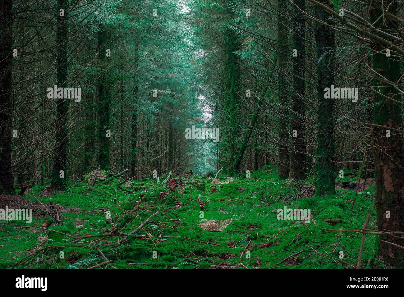 green moose growing on tree branch in forest Stock Photo - Alamy