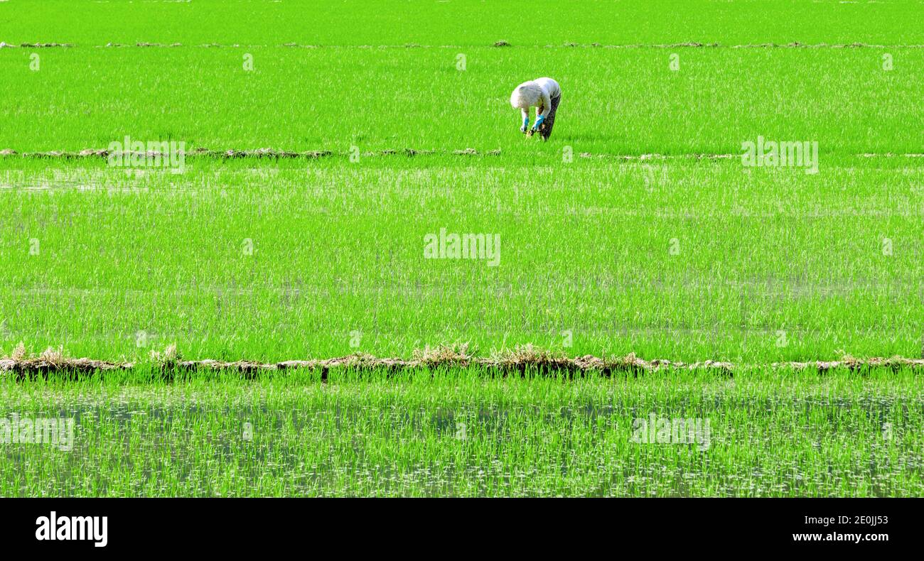 Indochina standing rice hi-res stock photography and images - Alamy